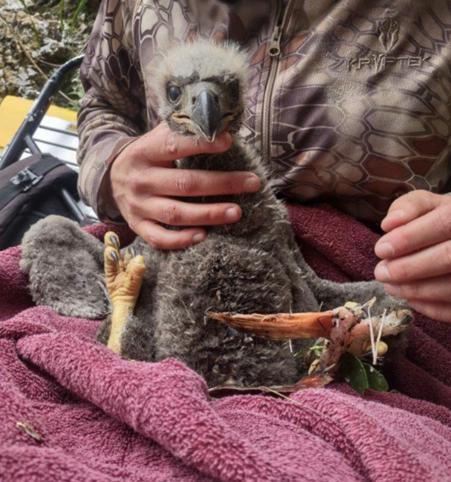 Rescuers Stunned By Eagle Parents' Devotion To Baby Who Fell From Nest ...