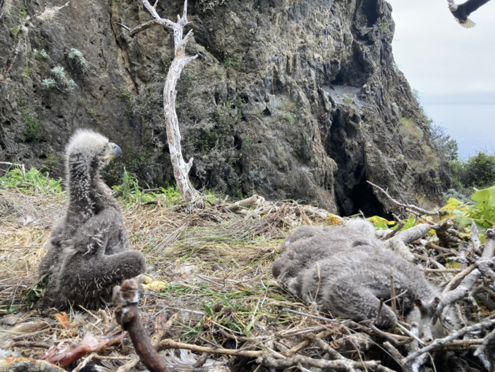 Rescuers Stunned By Eagle Parents' Devotion To Baby Who Fell From Nest ...
