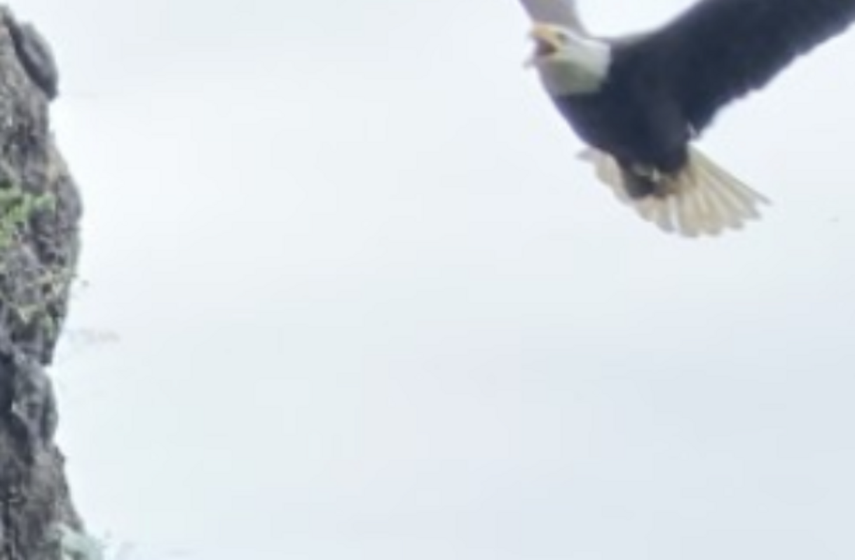 Rescuers Stunned By Eagle Parents' Devotion To Baby Who Fell From Nest ...