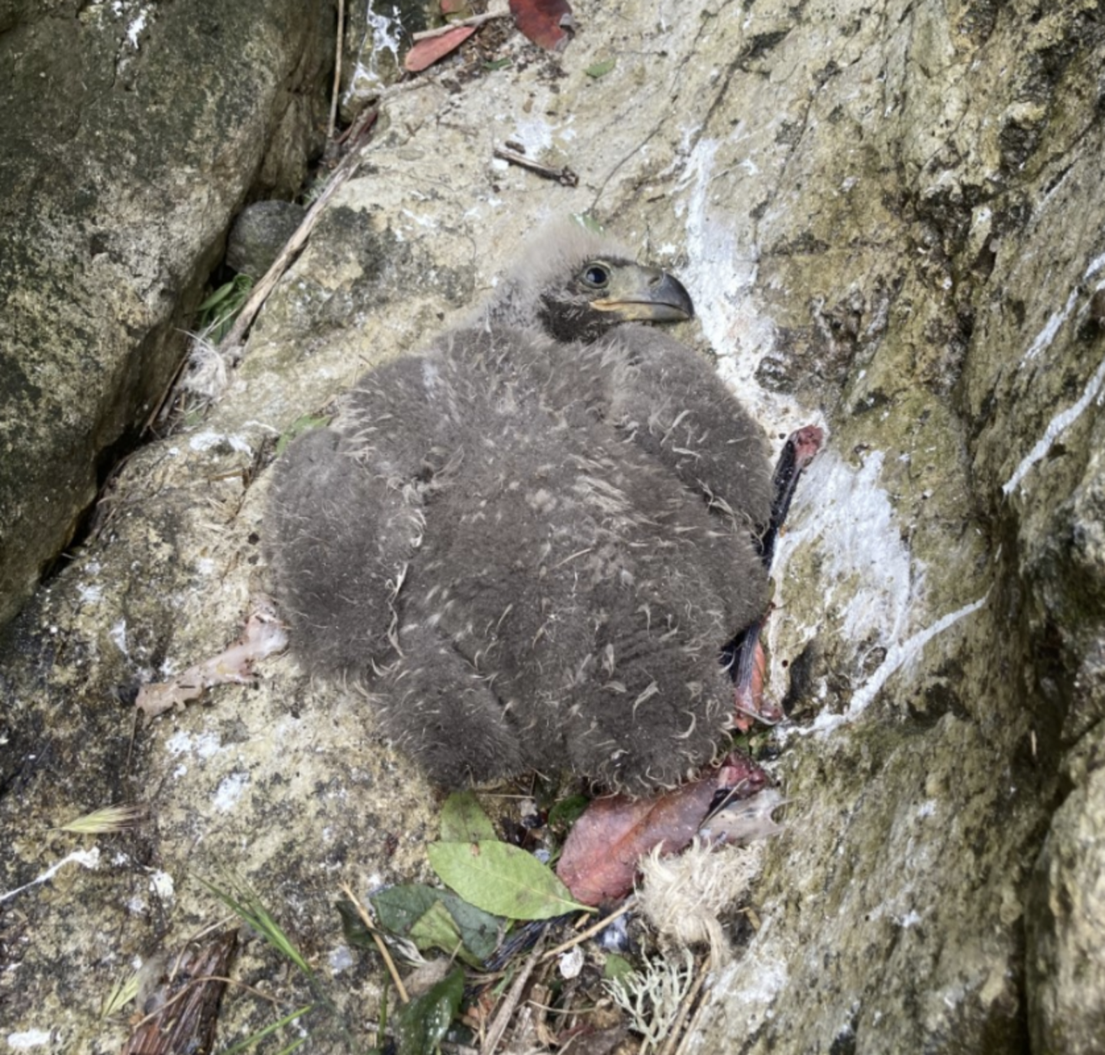 Rescuers Stunned By Eagle Parents' Devotion To Baby Who Fell From Nest ...