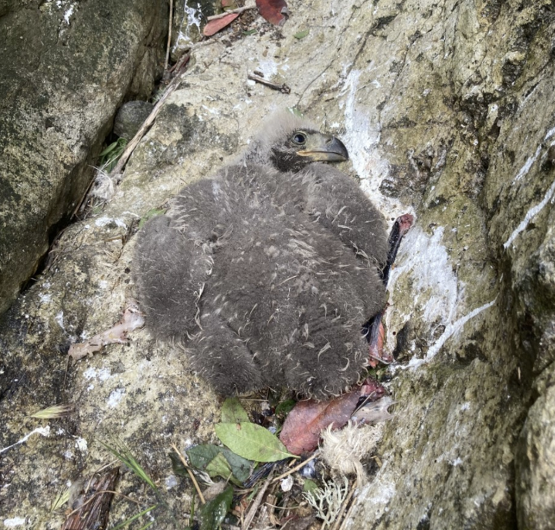 Rescuers Stunned By Eagle Parents' Devotion To Baby Who Fell From Nest ...