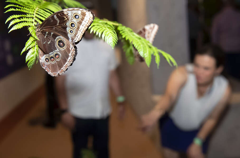 Audubon Aquarium in New Orleans Reopens With Insectarium and Bug Cafe ...