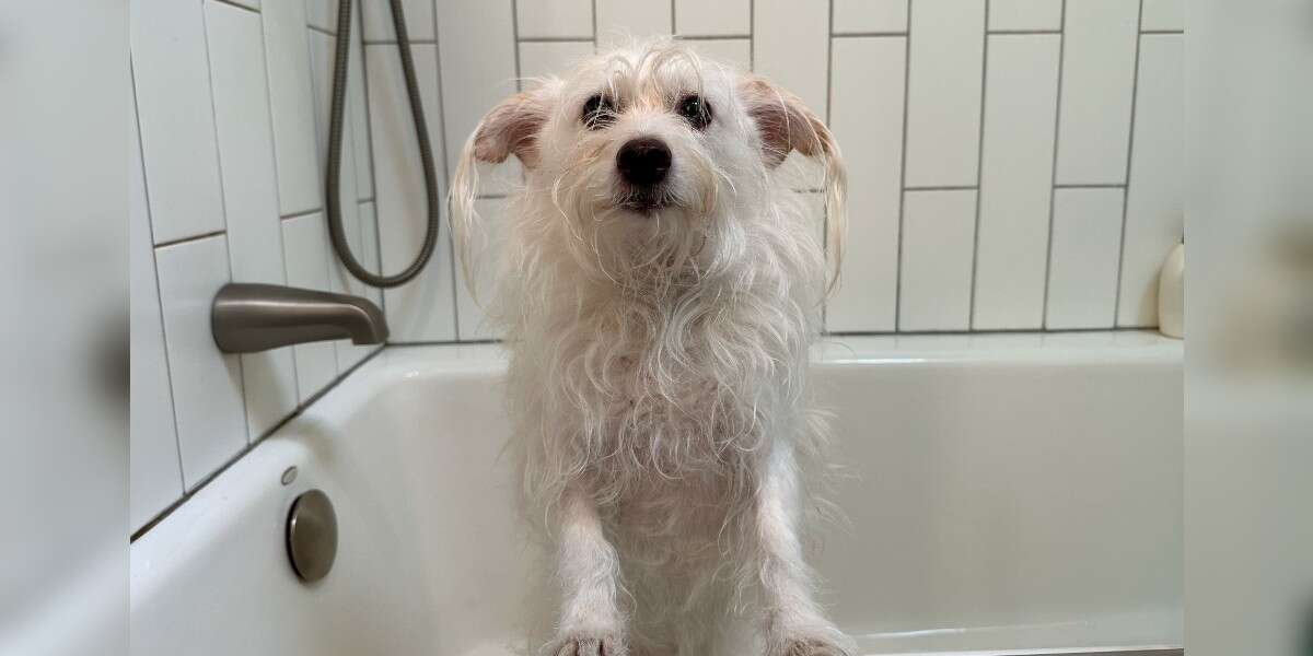 Help! My Dog Is Terrified Of Baths - The Dodo