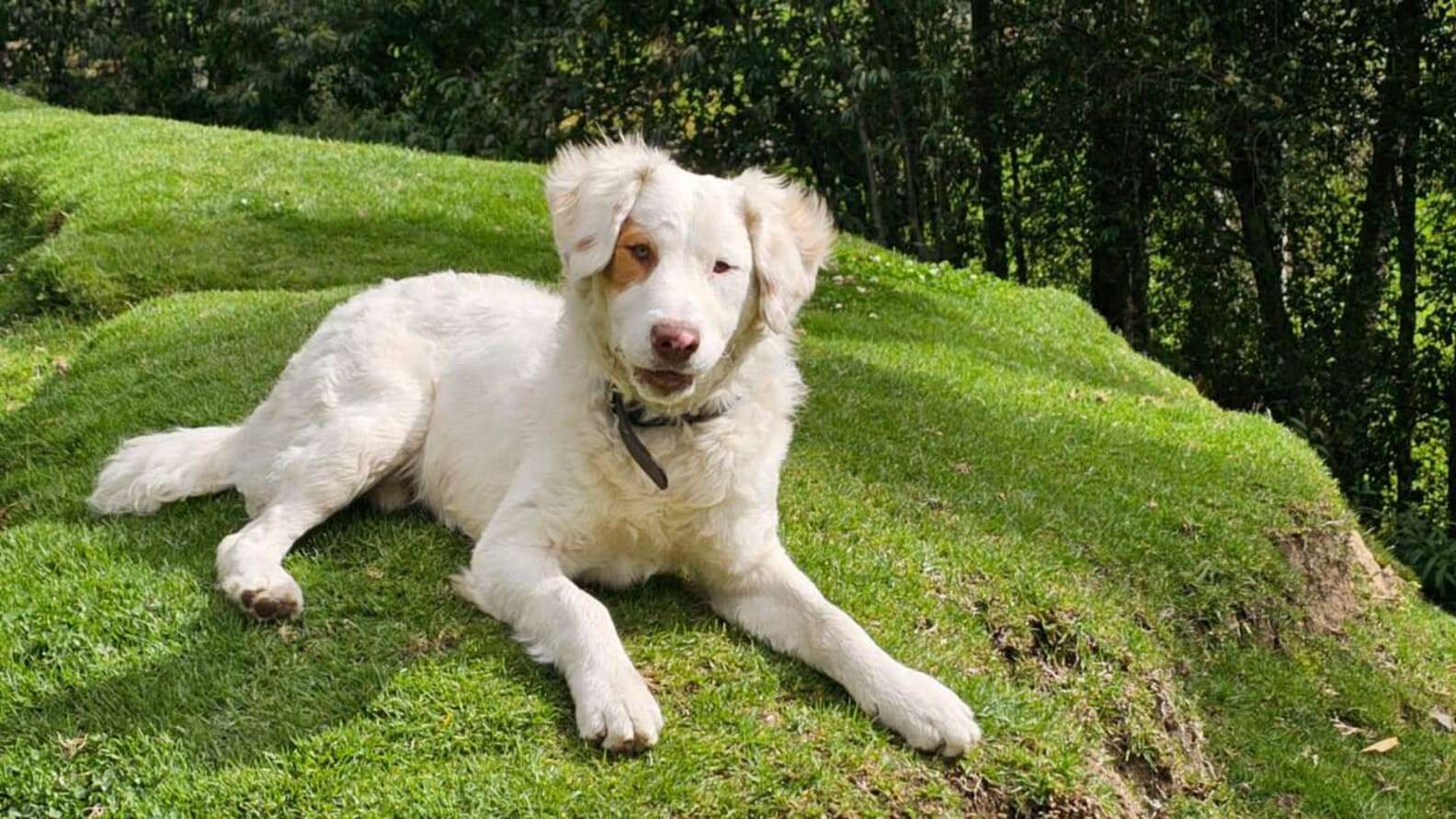 Dog Interrupts Wedding Photo Shoot — And Becomes A Beautiful 'Bride ...