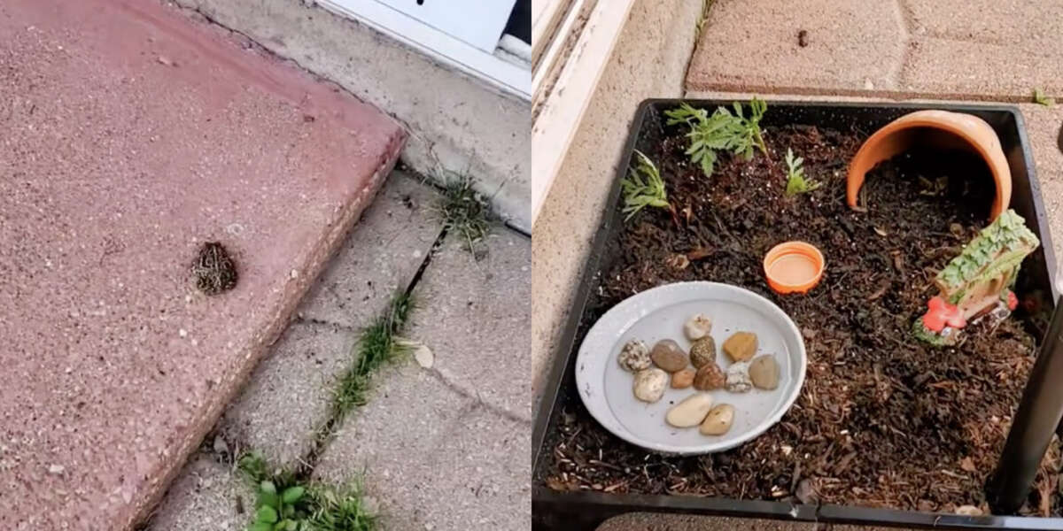 Woman Builds Home For Toad Who's Lived On Her Porch For 3 Years - The Dodo