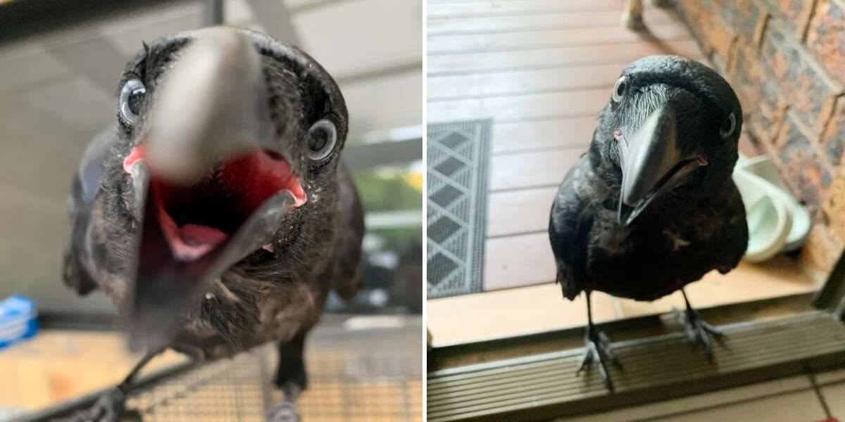 Rescued Baby Raven Can’t Wait To Wake His Mom Up Every Morning - The Dodo