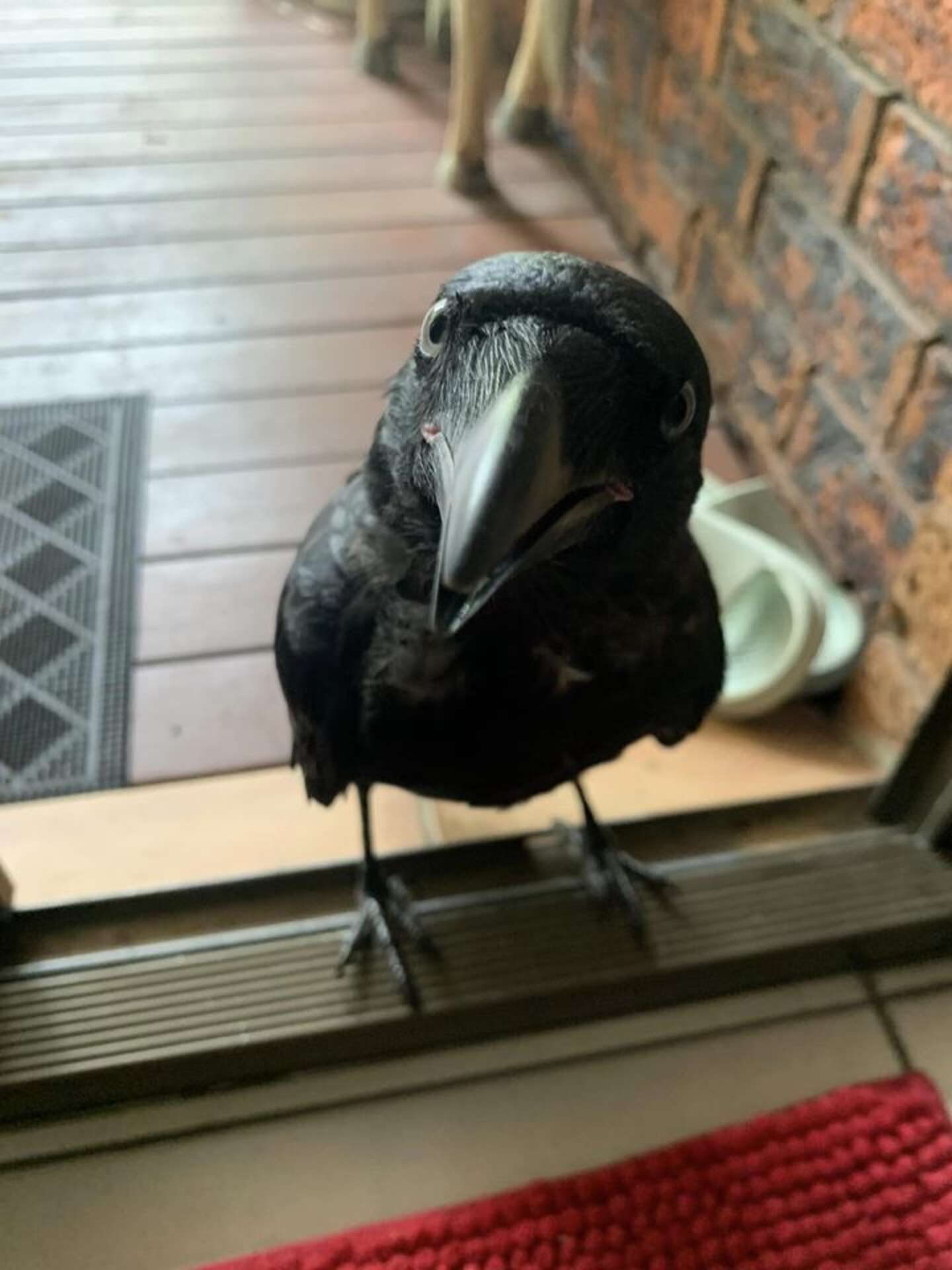 Rescued Baby Raven Can’t Wait To Wake His Mom Up Every Morning - The Dodo