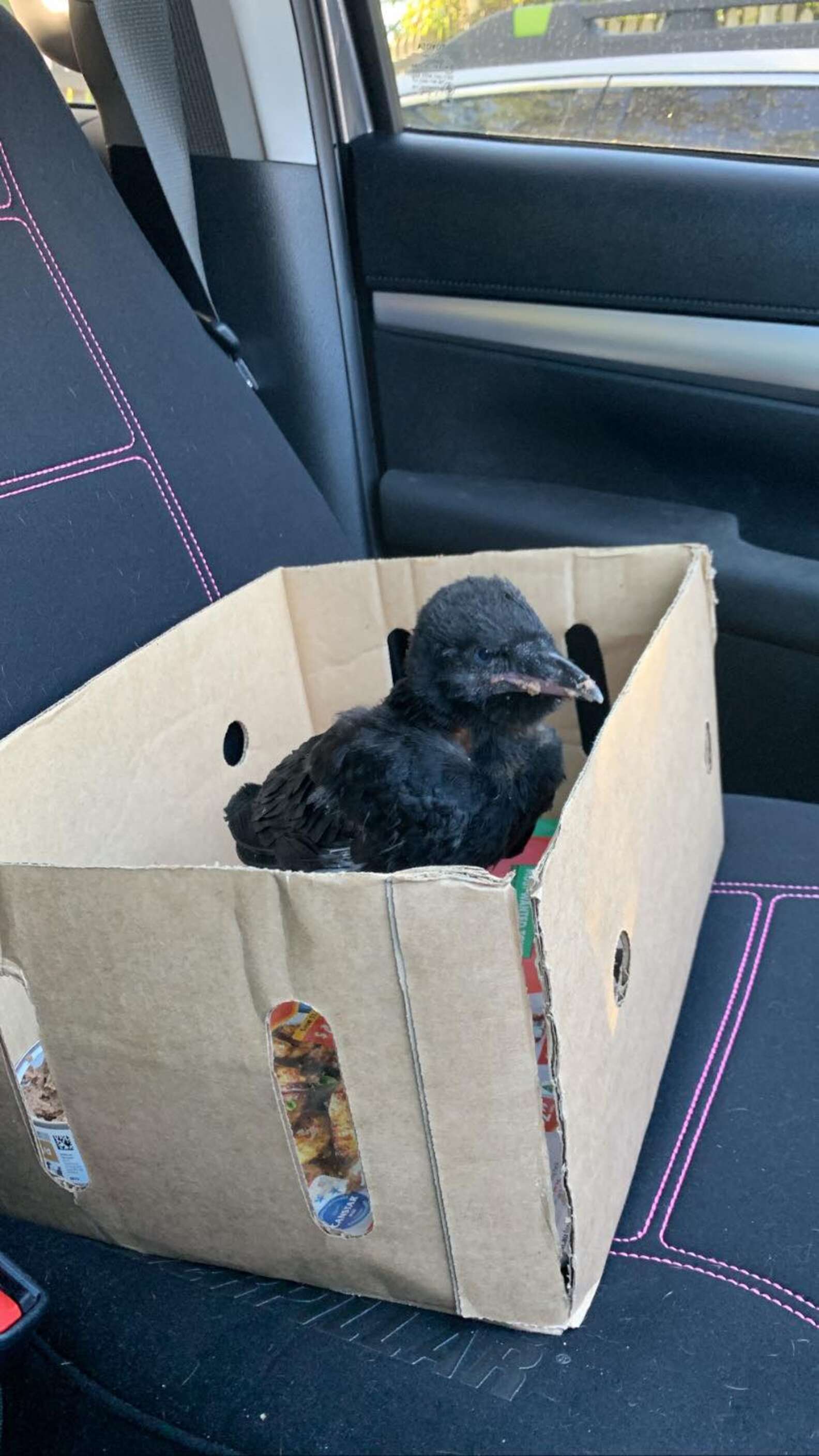 Rescued Baby Raven Can’t Wait To Wake His Mom Up Every Morning - The Dodo