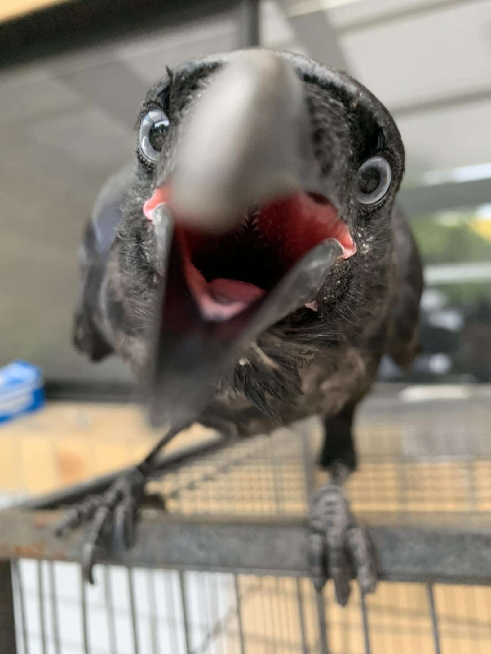Rescued Baby Raven Can’t Wait To Wake His Mom Up Every Morning - The Dodo