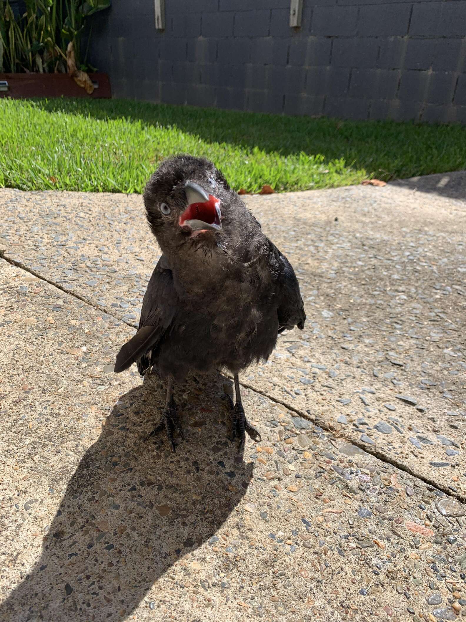 Rescued Baby Raven Can’t Wait To Wake His Mom Up Every Morning - The Dodo