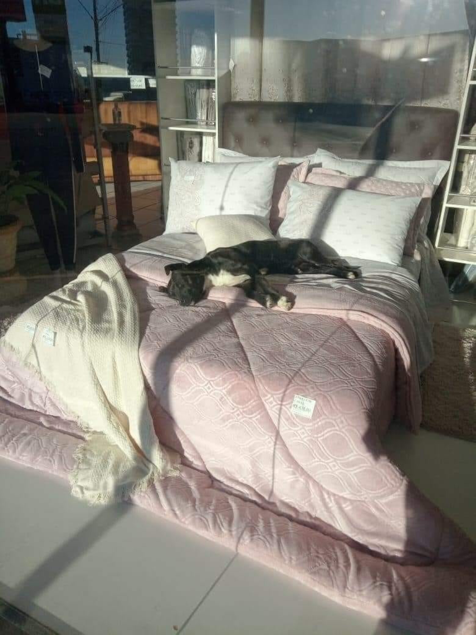 Stray Dog Sneaks Into Store Display To Let The World Know He Needs A ...