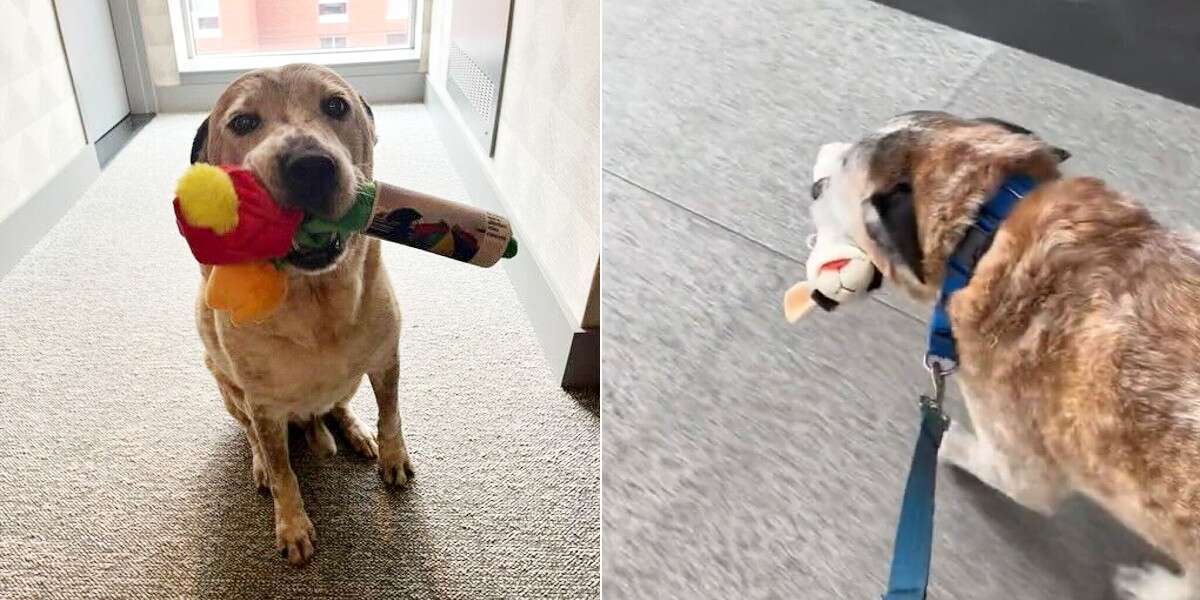 Newly-Adopted Dog Refuses To Go On Walks Without His Favorite Toys ...