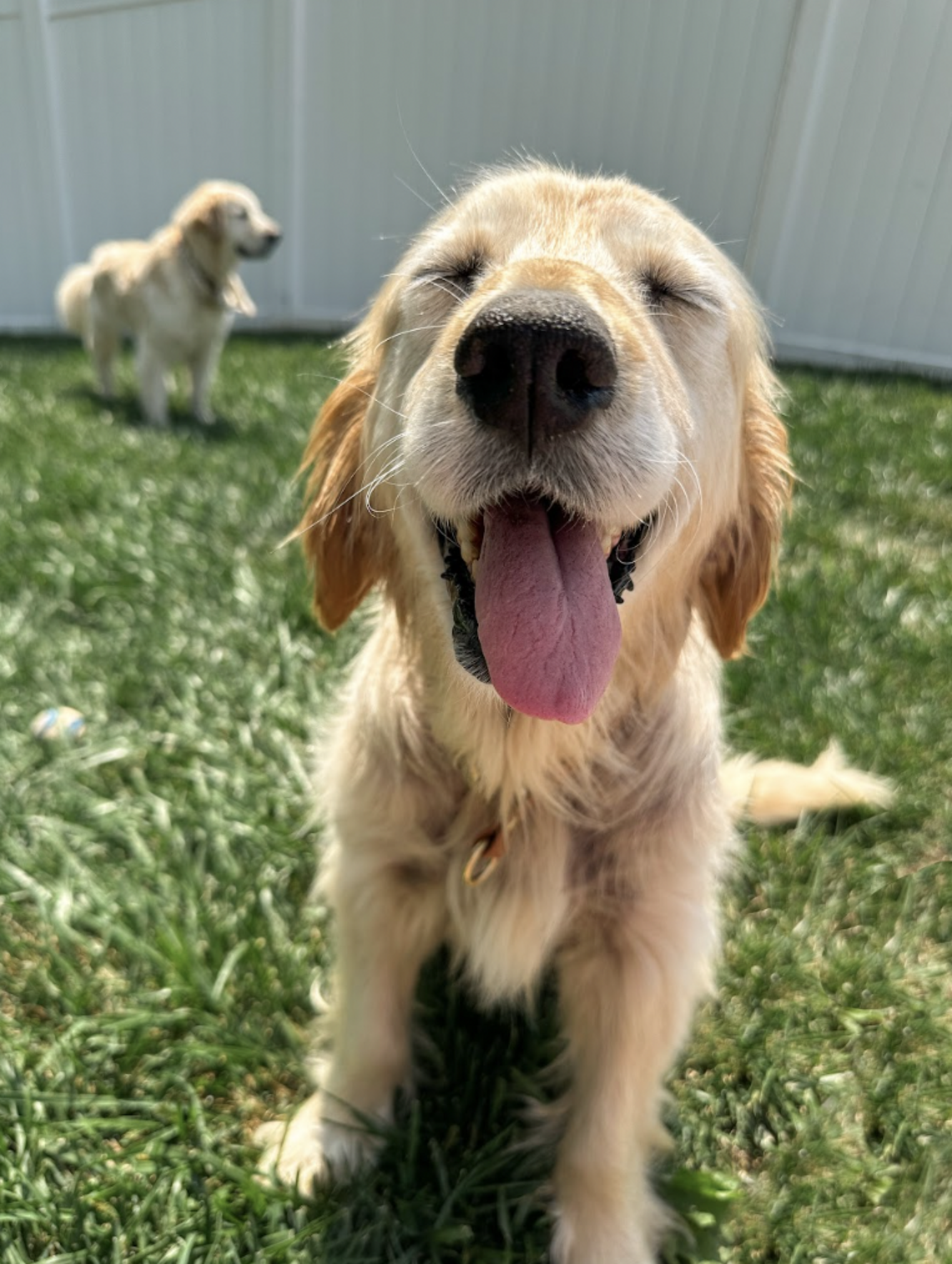 Nervous Rescue Dog Can't Stop Smiling When She Finally Realizes She's ...