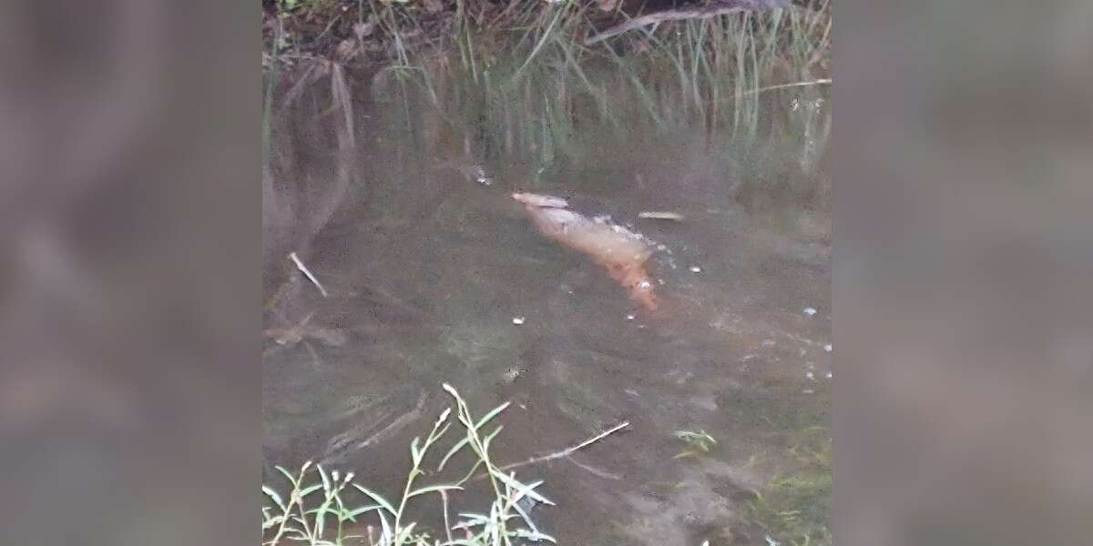 Woman Pulls Over When She Spots Surprising Animal Splashing Around In ...