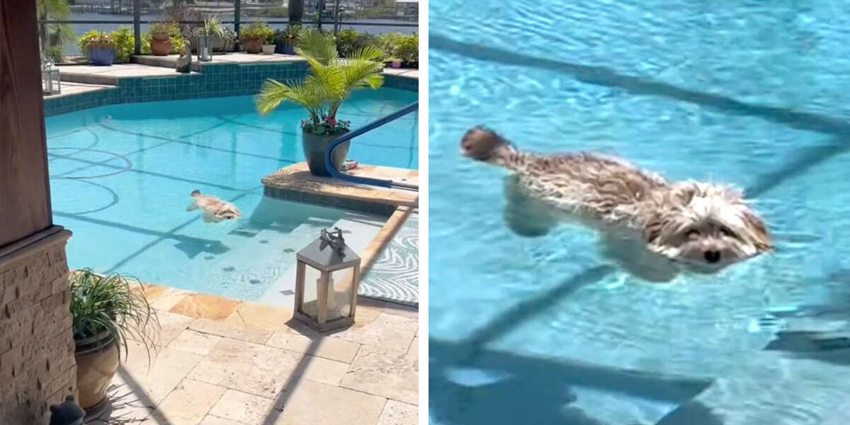 Dog's Very Unusual 'Swimming' Style Has People Doing Double Takes - The ...