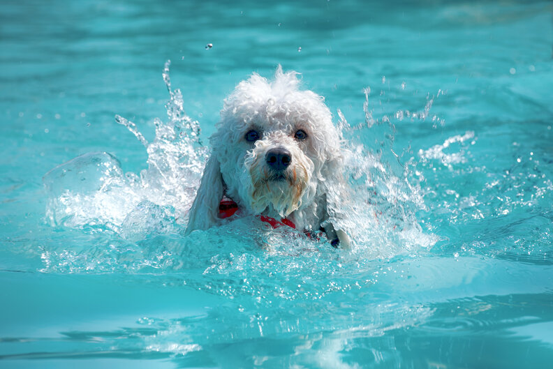 Dog's Very Unusual 'Swimming' Style Has People Doing Double Takes - The ...