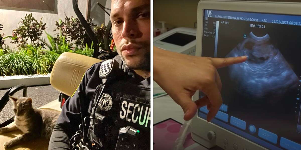 Security Guard Brings Stray Cat Home And Then Realizes She's Hiding A ...