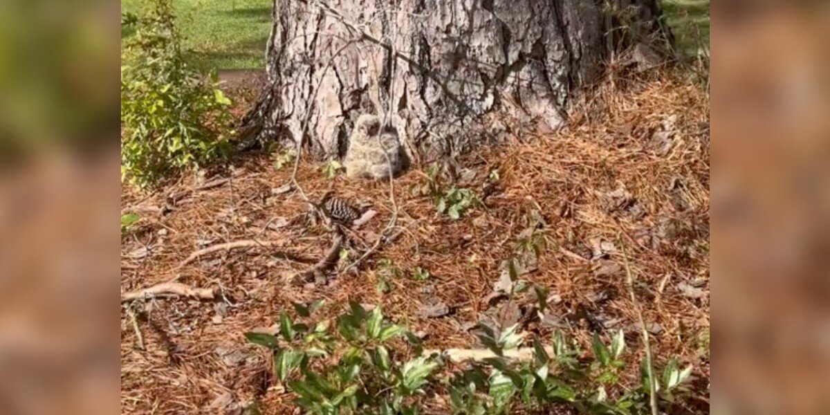 Woman Spots Pile Of Fluff At Base Of Tree And Ends Up Saving 2 Lives ...