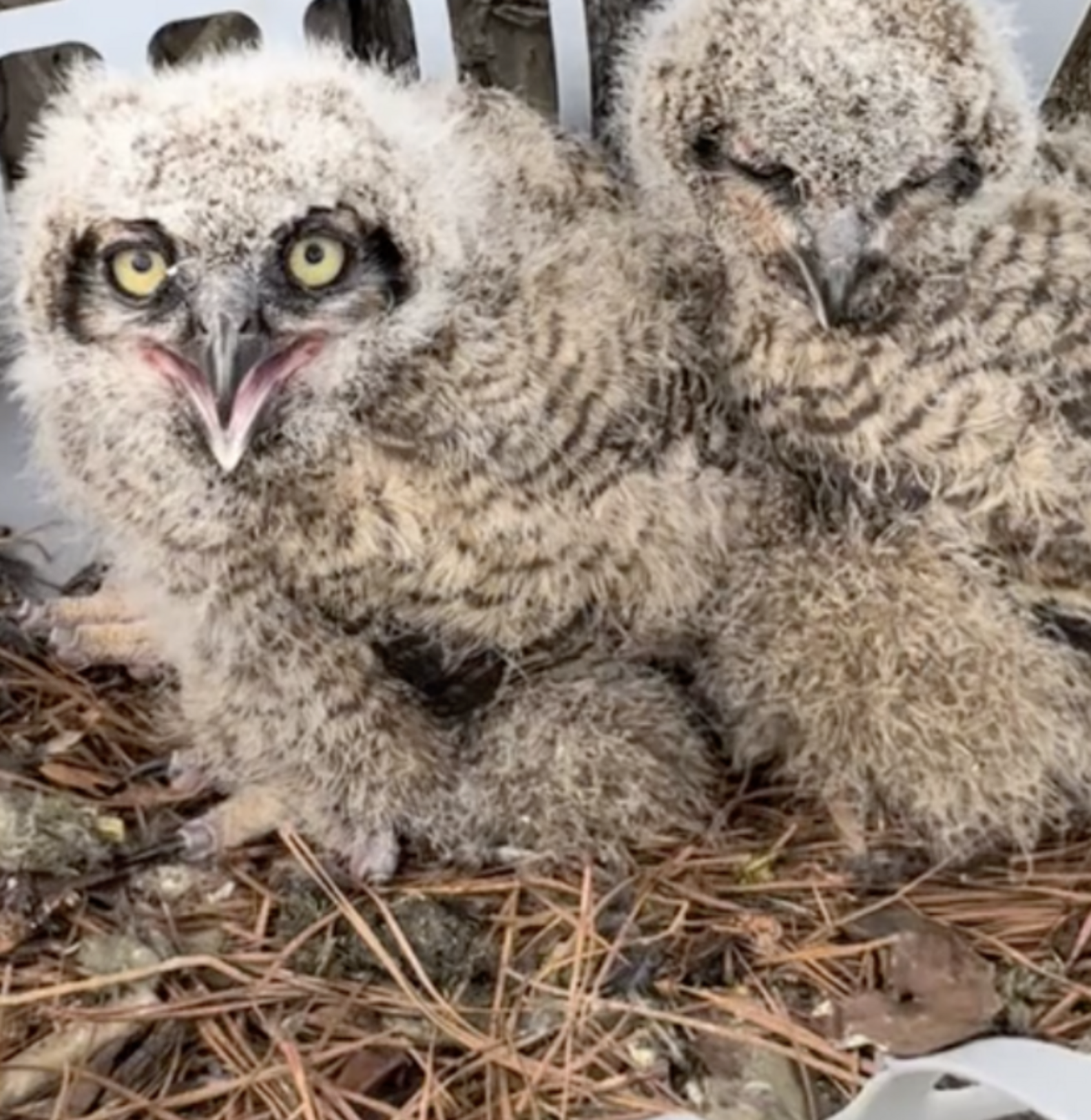 Woman Spots Pile Of Fluff At Base Of Tree And Ends Up Saving 2 Lives ...