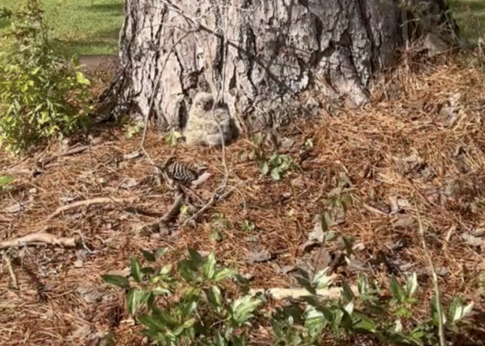 Woman Spots Pile Of Fluff At Base Of Tree And Ends Up Saving 2 Lives ...