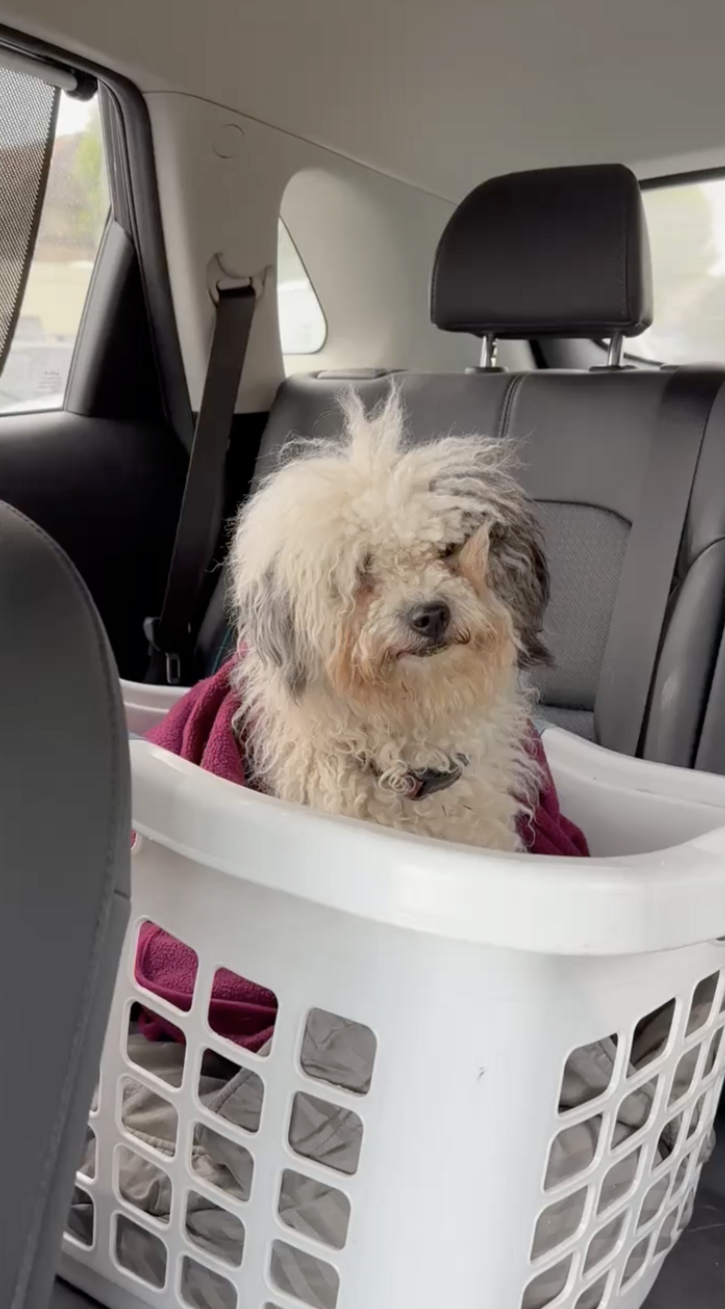Camera Captures Moment Family Realizes Rescue Dog Has Been Hiding ...
