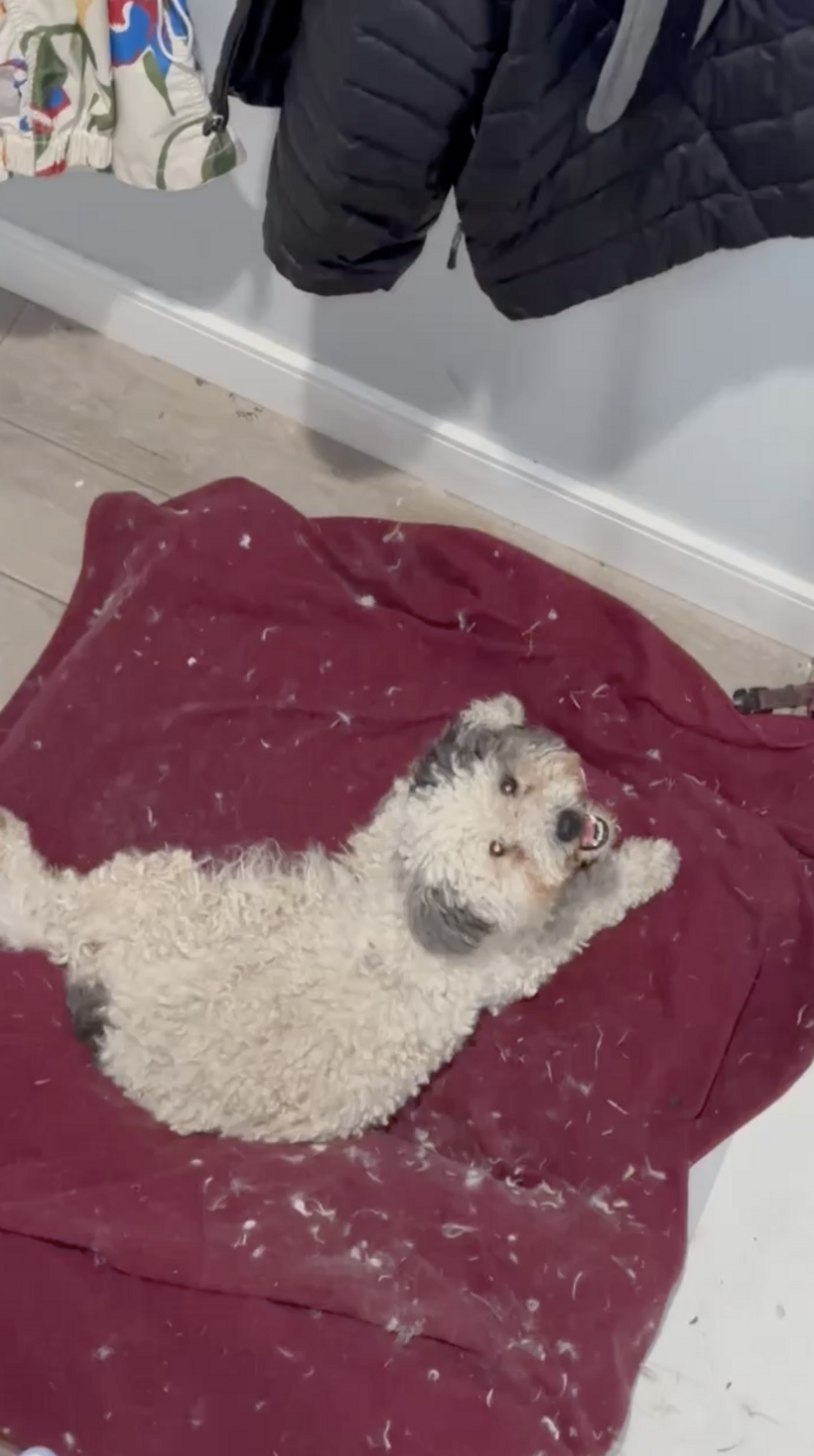 Camera Captures Moment Family Realizes Rescue Dog Has Been Hiding ...