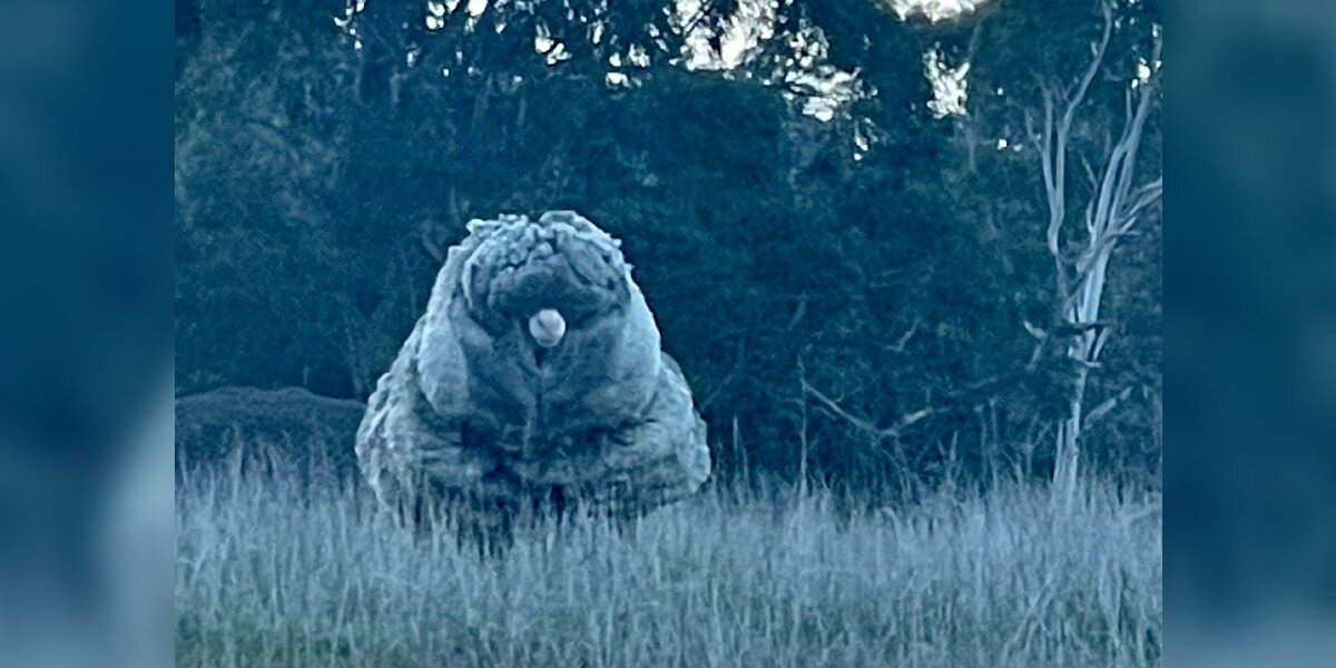 People On Walk Pass By Strange 'Boulder' — Then Realize It's Alive ...