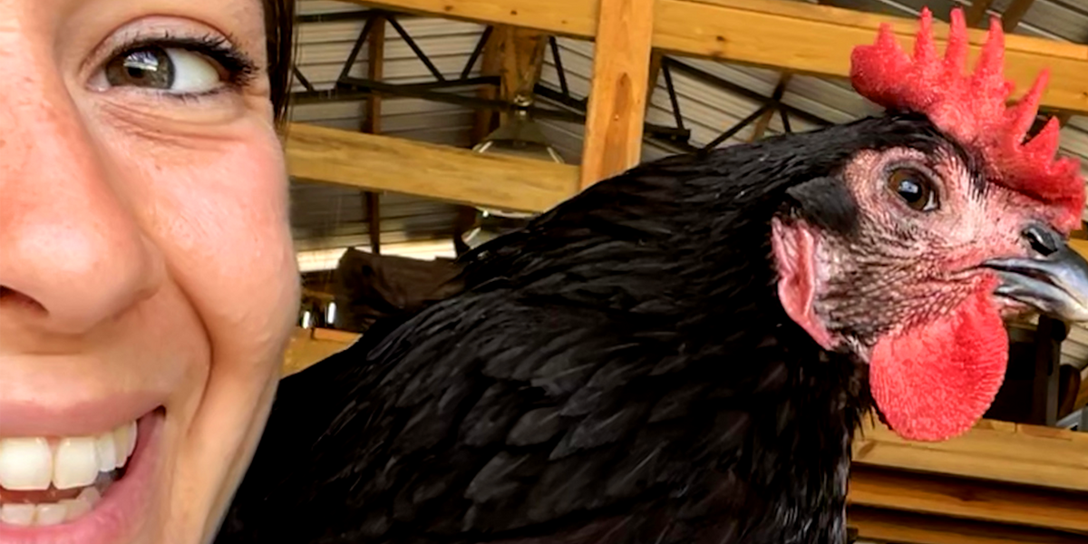 Rescue Chicken Lays Her First Egg - Videos - The Dodo