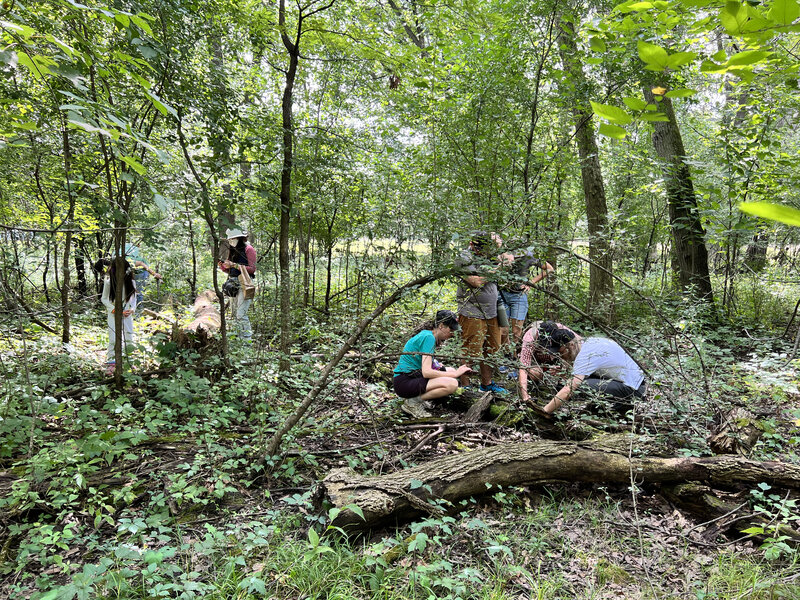 Forage for Mushrooms in Chicago with Northern Mycology Club - Thrillist