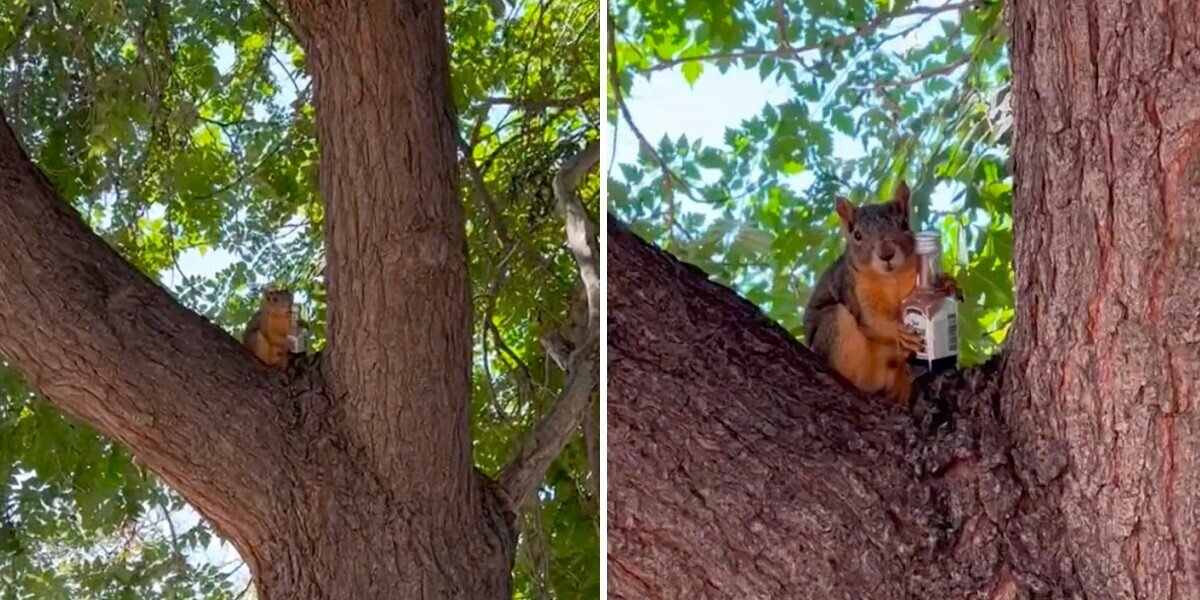 Woman Sees Squirrel Cradling Something And Can't Believe What It Is ...
