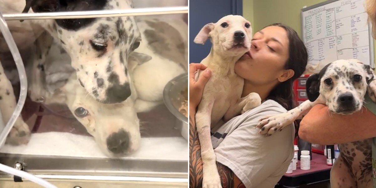 Bonded Dog Siblings Cling To Each Other While Fighting For Their Lives ...