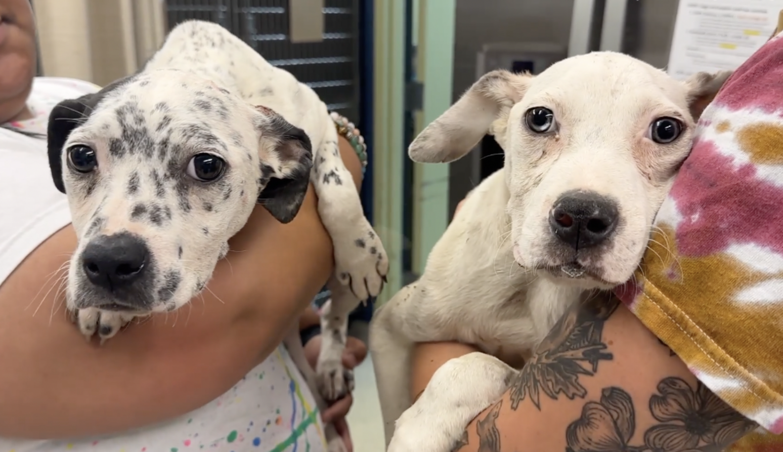 Bonded Dog Siblings Cling To Each Other While Fighting For Their Lives ...