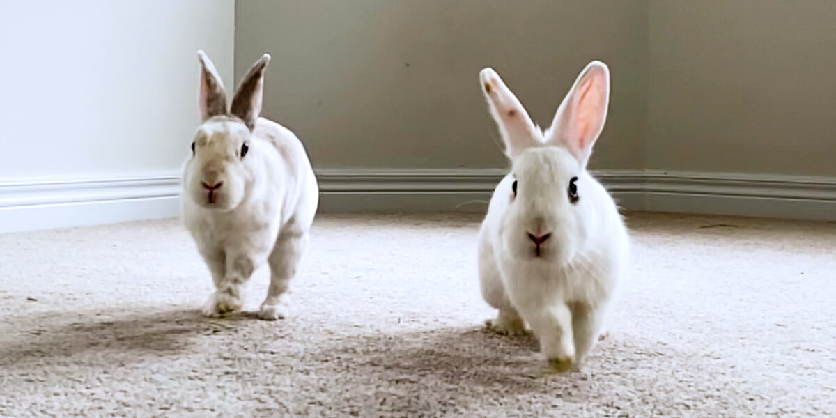 Woman Saves Dumped Pet Bunny From The Train Tracks - Videos - The Dodo