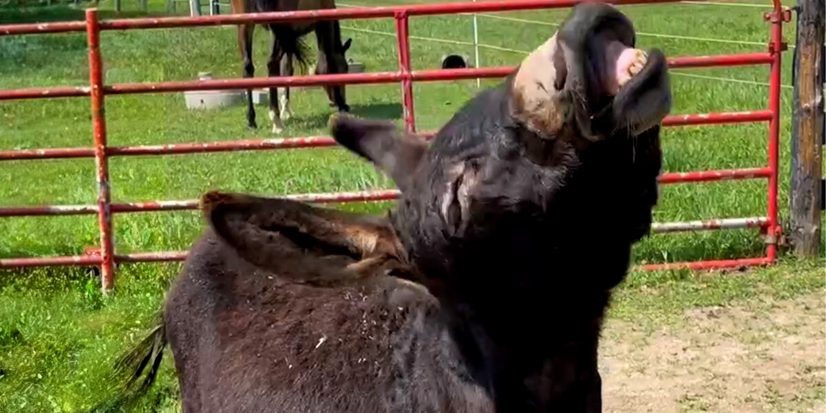 Shy Rescue Donkey Turns Into A MONSTER! - Videos - The Dodo