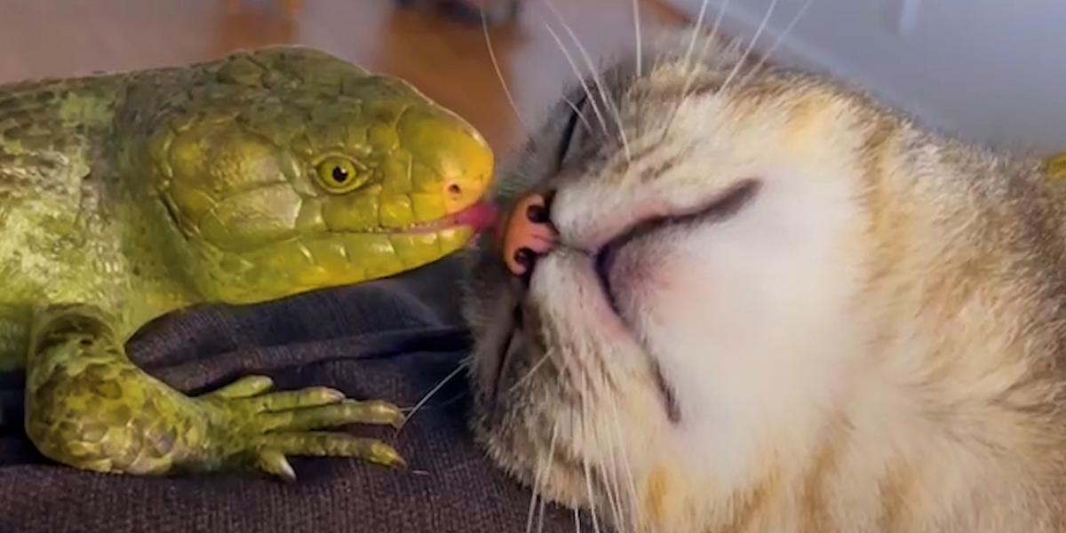 This Cat Is Obsessed With Her Lizard Brother - Videos - The Dodo