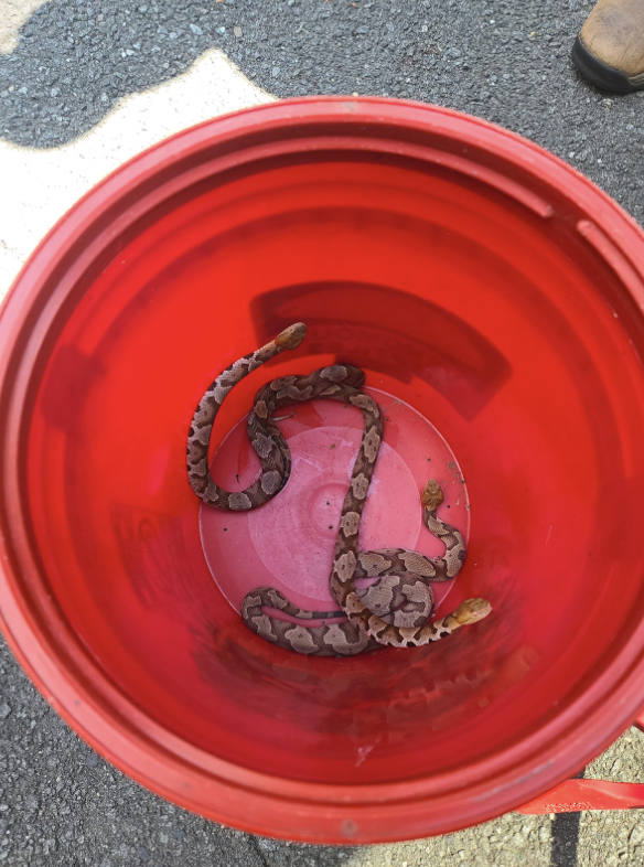 This Photo Of 3 Camouflaged Snakes Is Stumping Everyone Who Sees It ...