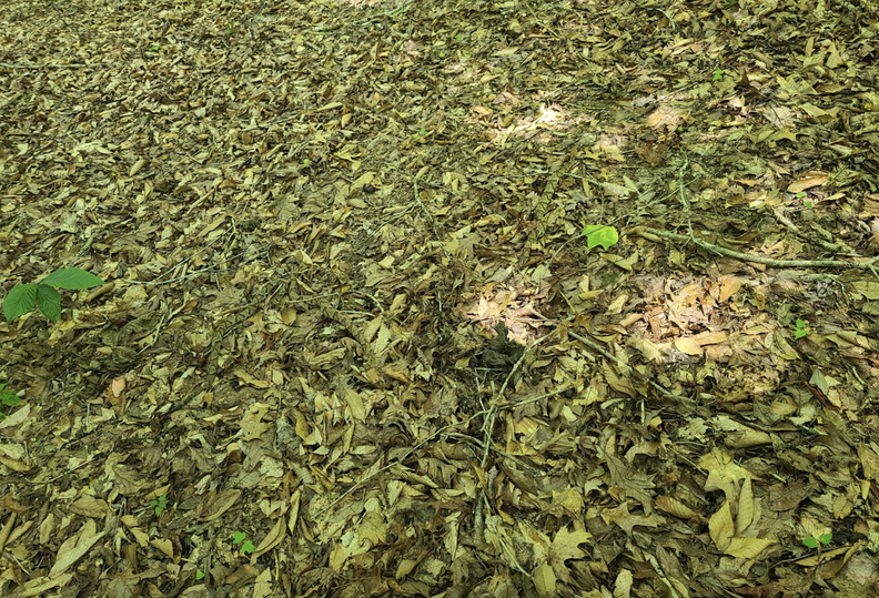 This Photo Of 3 Camouflaged Snakes Is Stumping Everyone Who Sees It ...