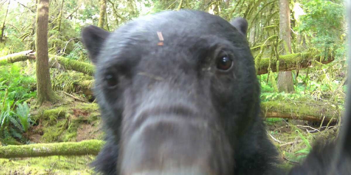 Trail Camera In Forest Captures Thrilling Footage Of Its Final Moments ...