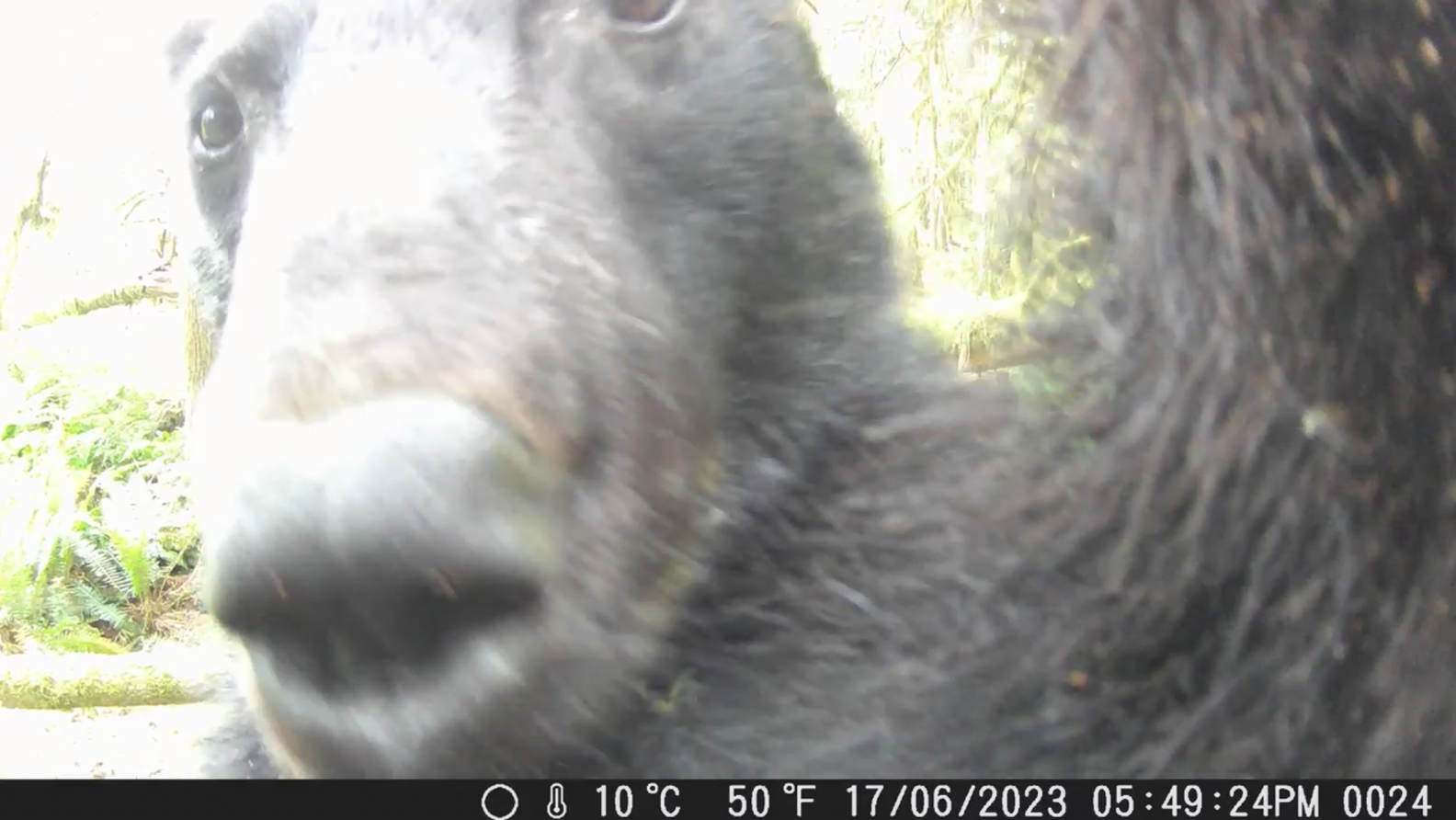 Trail Camera In Forest Captures Thrilling Footage Of Its Final Moments ...