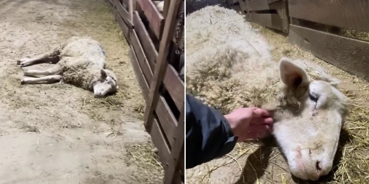 Kind People Find A 'Dead' Sheep On The Floor And Bring Her Back To Life ...