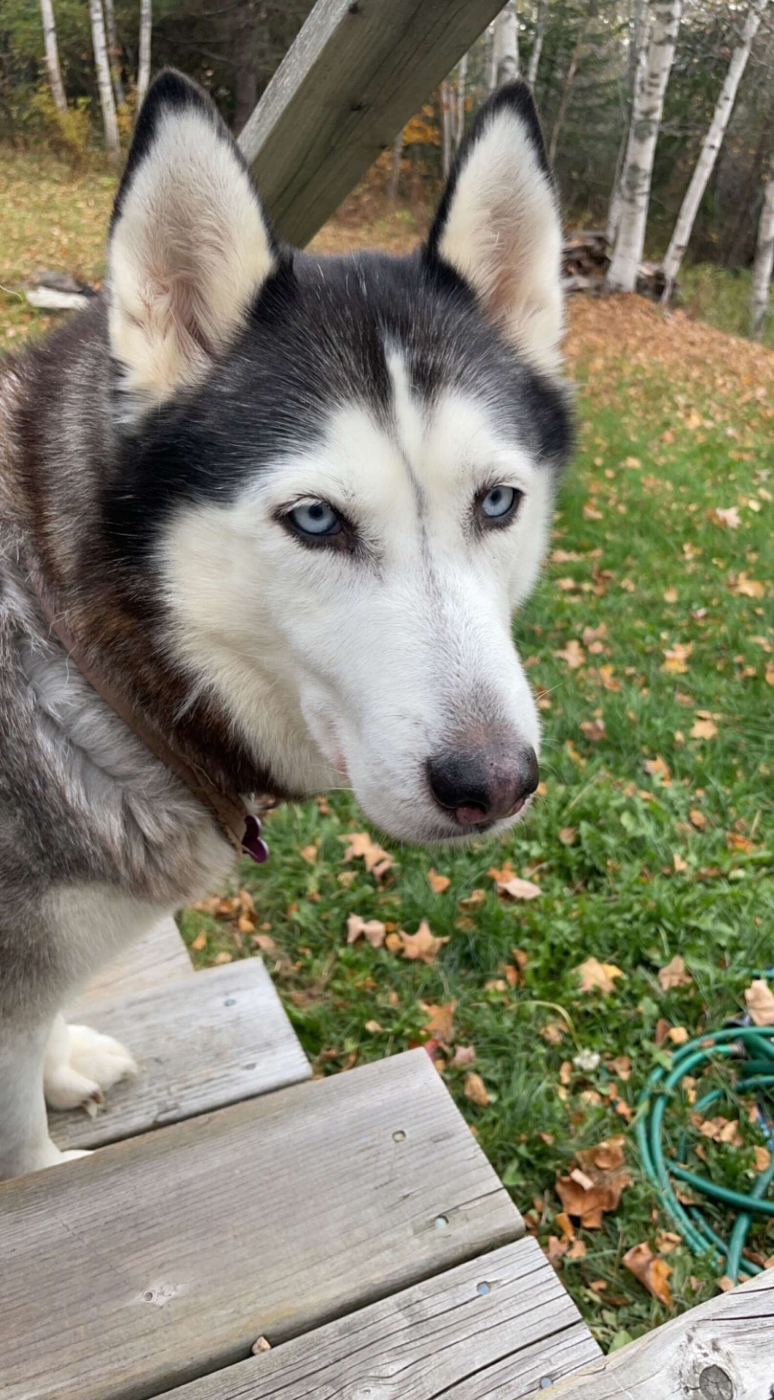Dad Builds Special Snow Forts For Rescue Husky Who Loves The Cold - The ...