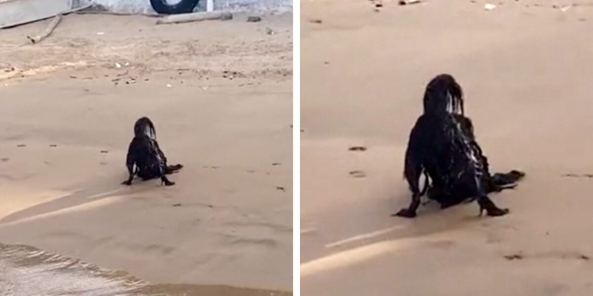 'Paranormal' Creature Seen Resting On Beach Isn't At All What It Seems ...