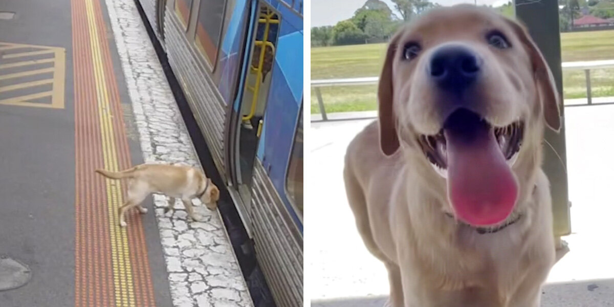 Security Cameras Catch 'Lost' Dog Taking The Train All By Himself - The ...