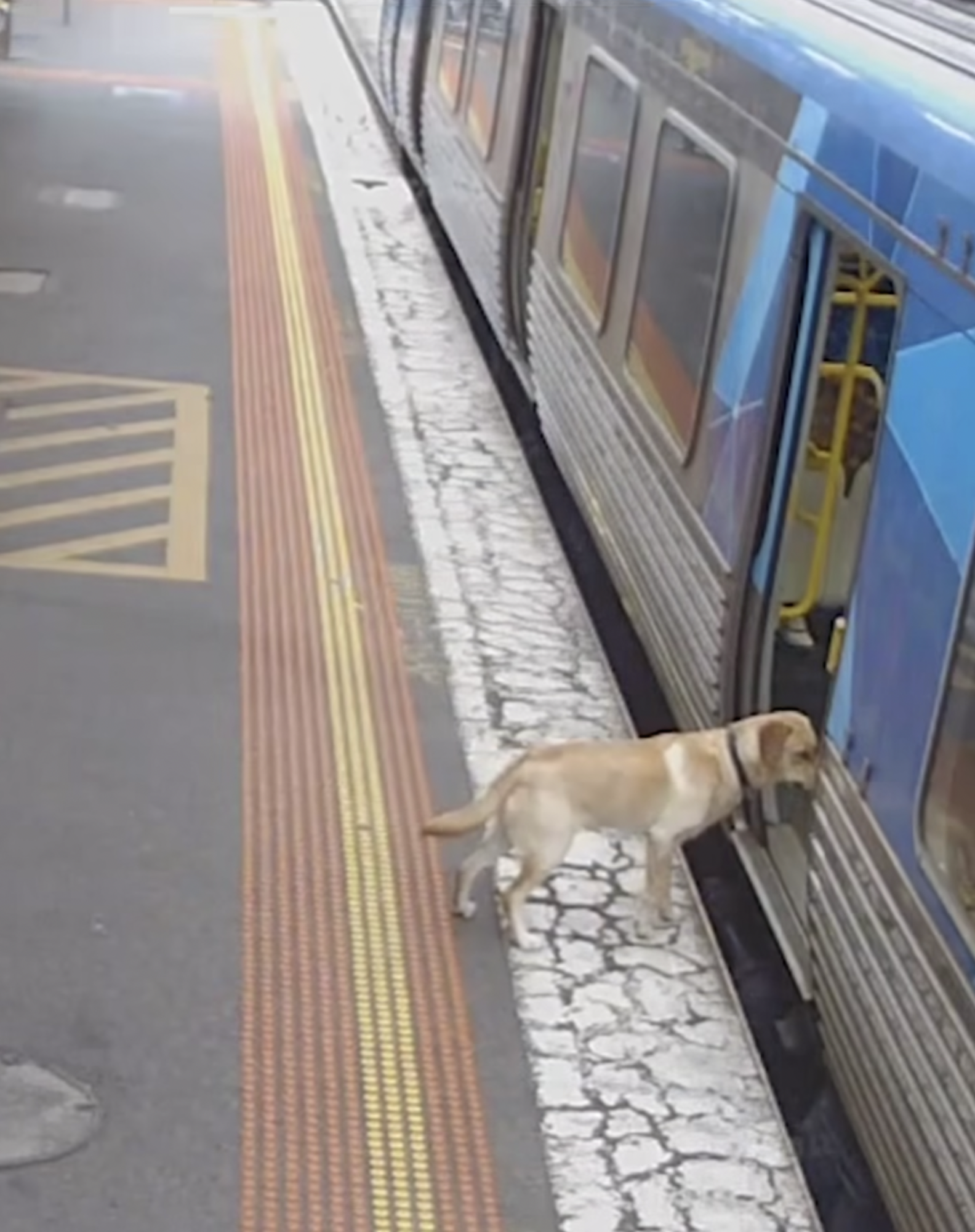 Security Cameras Catch 'Lost' Dog Taking The Train All By Himself - The ...