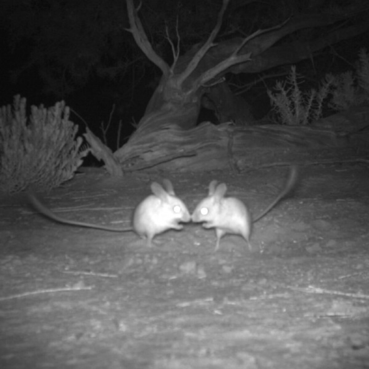 Strange Mice Show Up On Trail Cameras — Then Scientists Realize They're ...