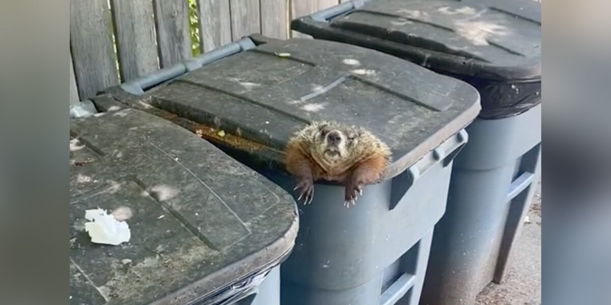 Chubby-Faced Trash Thief Bungles His Getaway After Getting Stuck In Bin ...