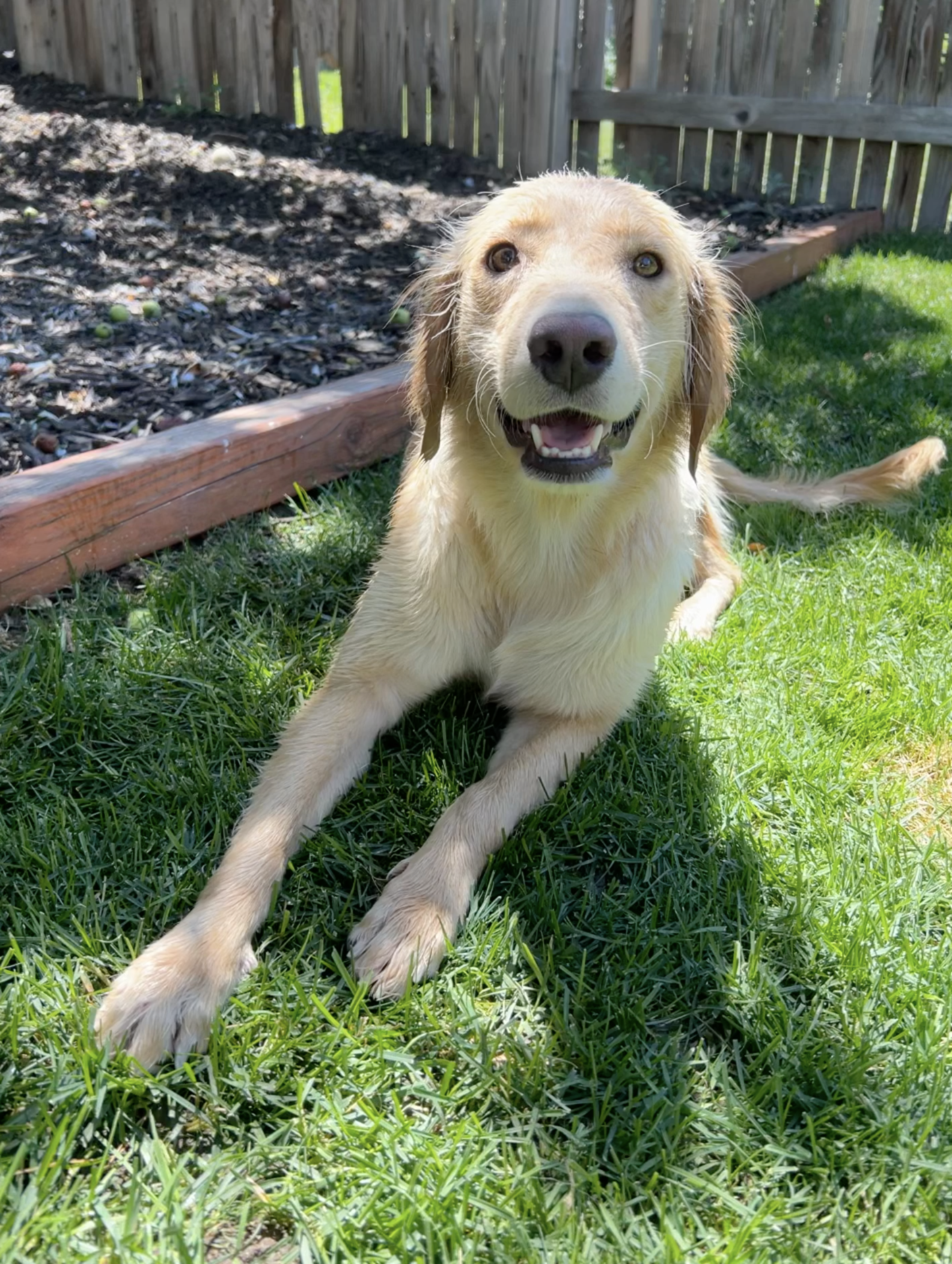 Shelter Dog Being Taken To Be Put Down In A Wheelbarrow Rescued - The Dodo