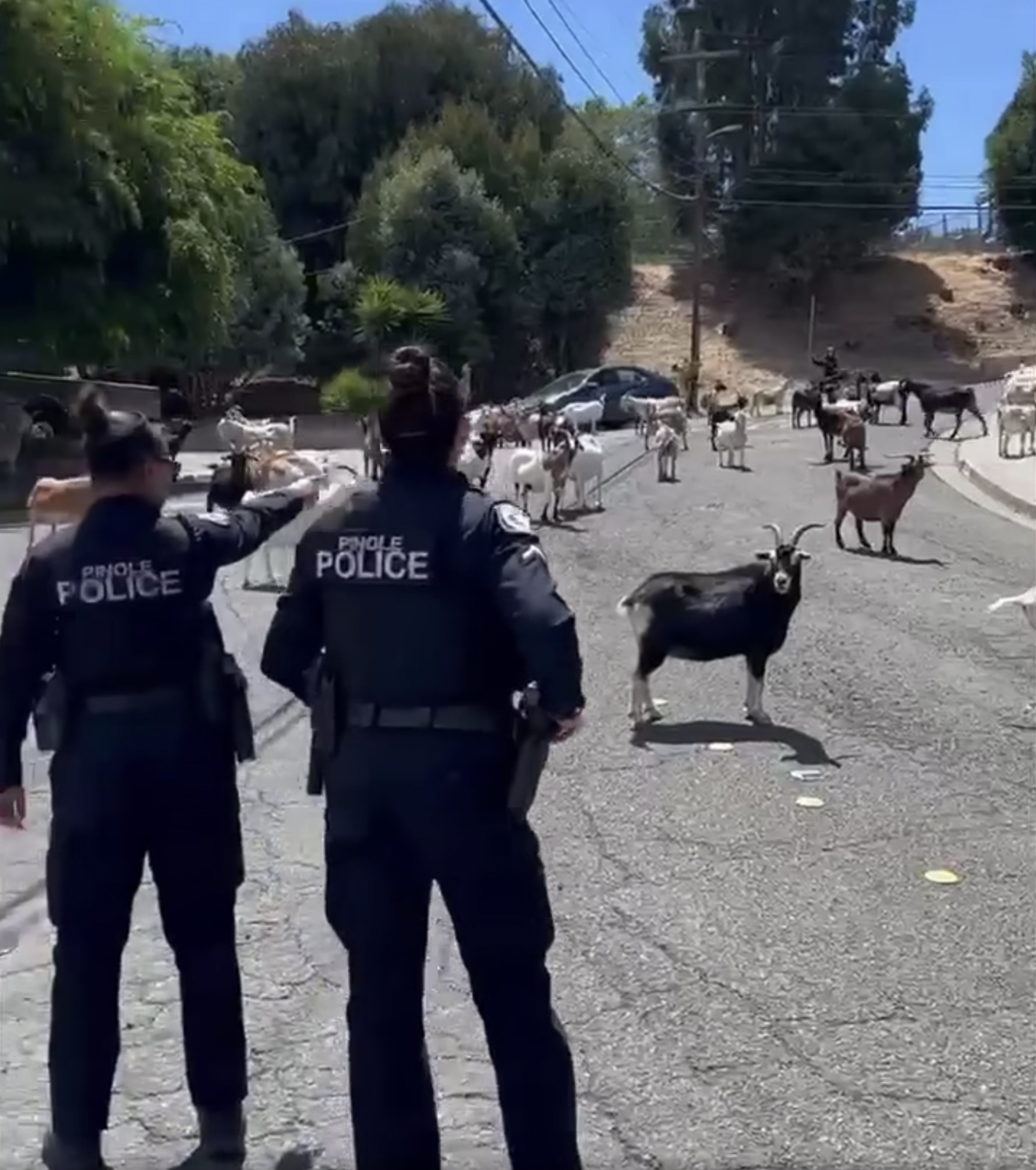 Police Look On Helplessly As Herd Of Goats Takes Over Neighborhood ...