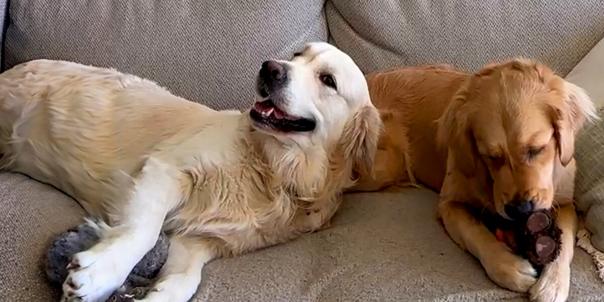Golden Retrievers Can't Stop Hugging Each Other Every Single Time ...