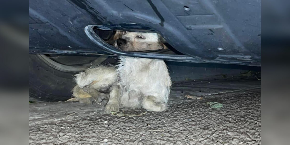 Injured Stray Dog Takes Refuge Under Car And Accidentally Lands A ...